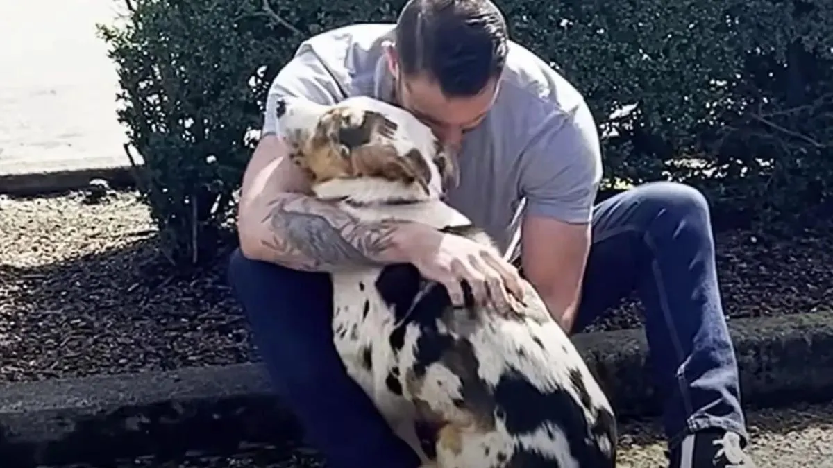 Un chien effrayé et solitaire se sent enfin en sécurité après avoir été ...