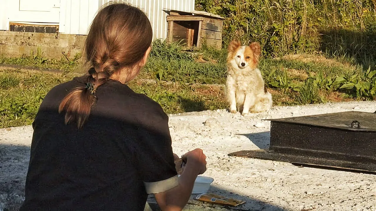 UNE FEMME PASSE 6 MOIS À ESSAYER DE SAUVER UN CHIEN EFFRAYÉ, PUIS UNE ...